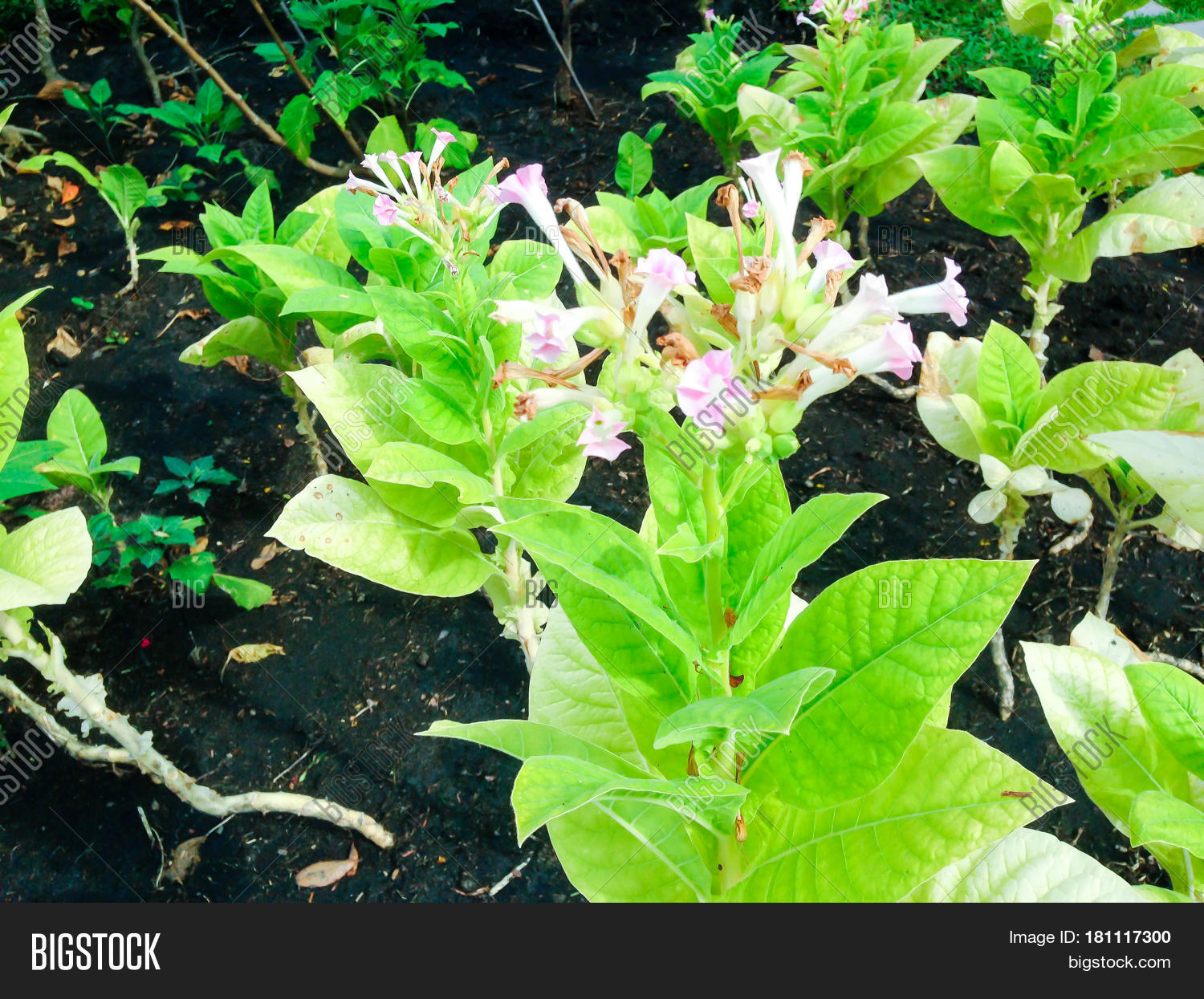 Nicotiana Tabacum L Image & Photo (Free Trial) | Bigstock