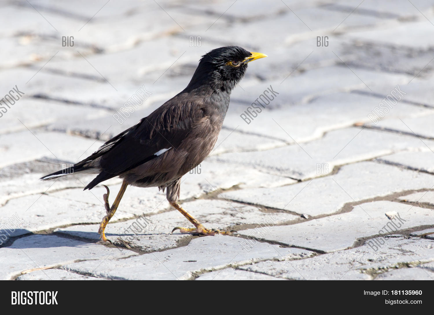 Bird Runs Along Image & Photo (Free Trial) | Bigstock