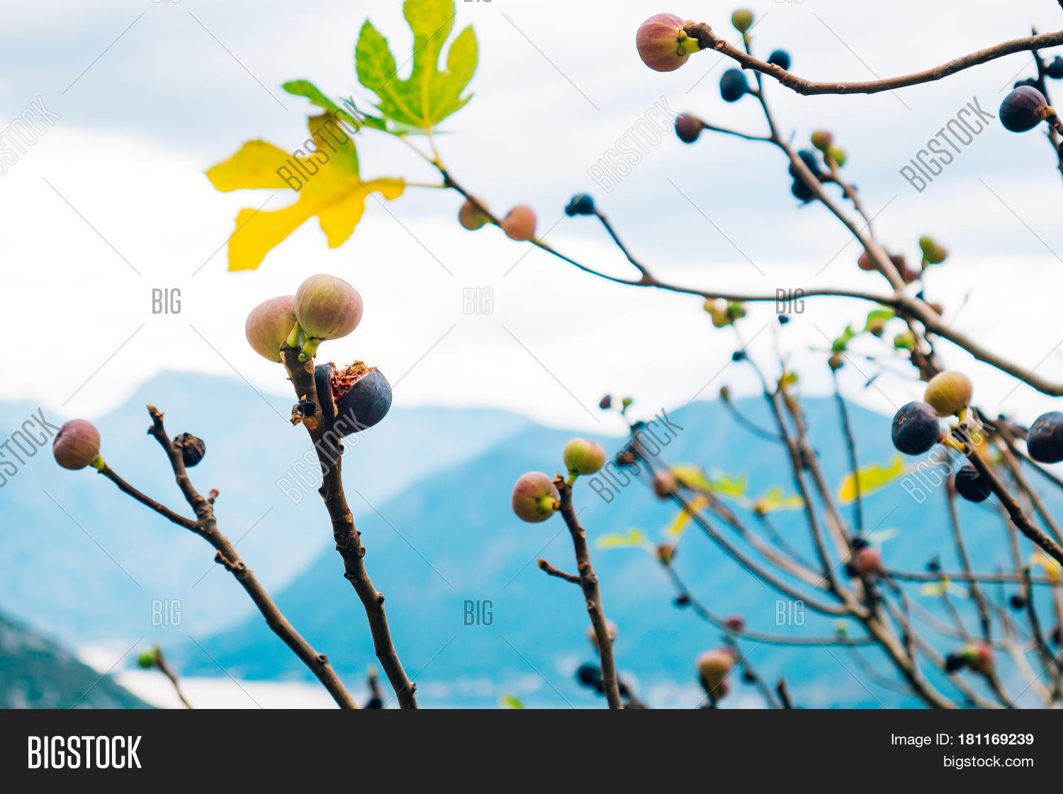 Ripe Figs On Tree. Image & Photo (Free Trial) | Bigstock