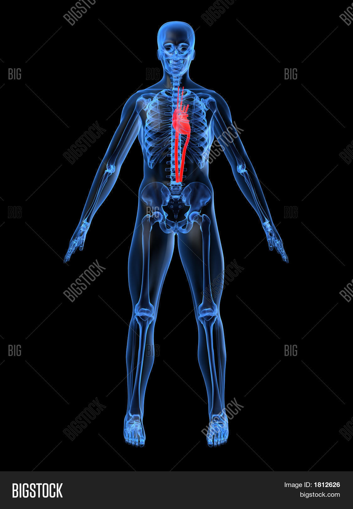 Human Heart Image & Photo (Free Trial) | Bigstock