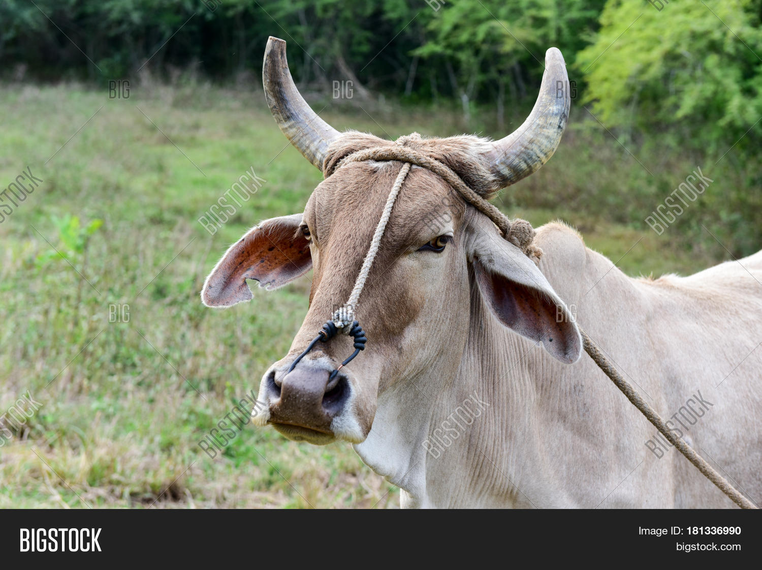 Cuban Cow Image & Photo (Free Trial) | Bigstock