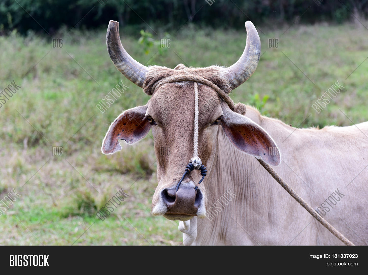 Cuban Cow Image & Photo (Free Trial) | Bigstock
