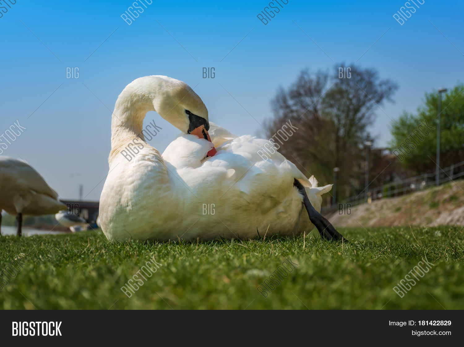 White Swan Cleaning Image & Photo (Free Trial) | Bigstock