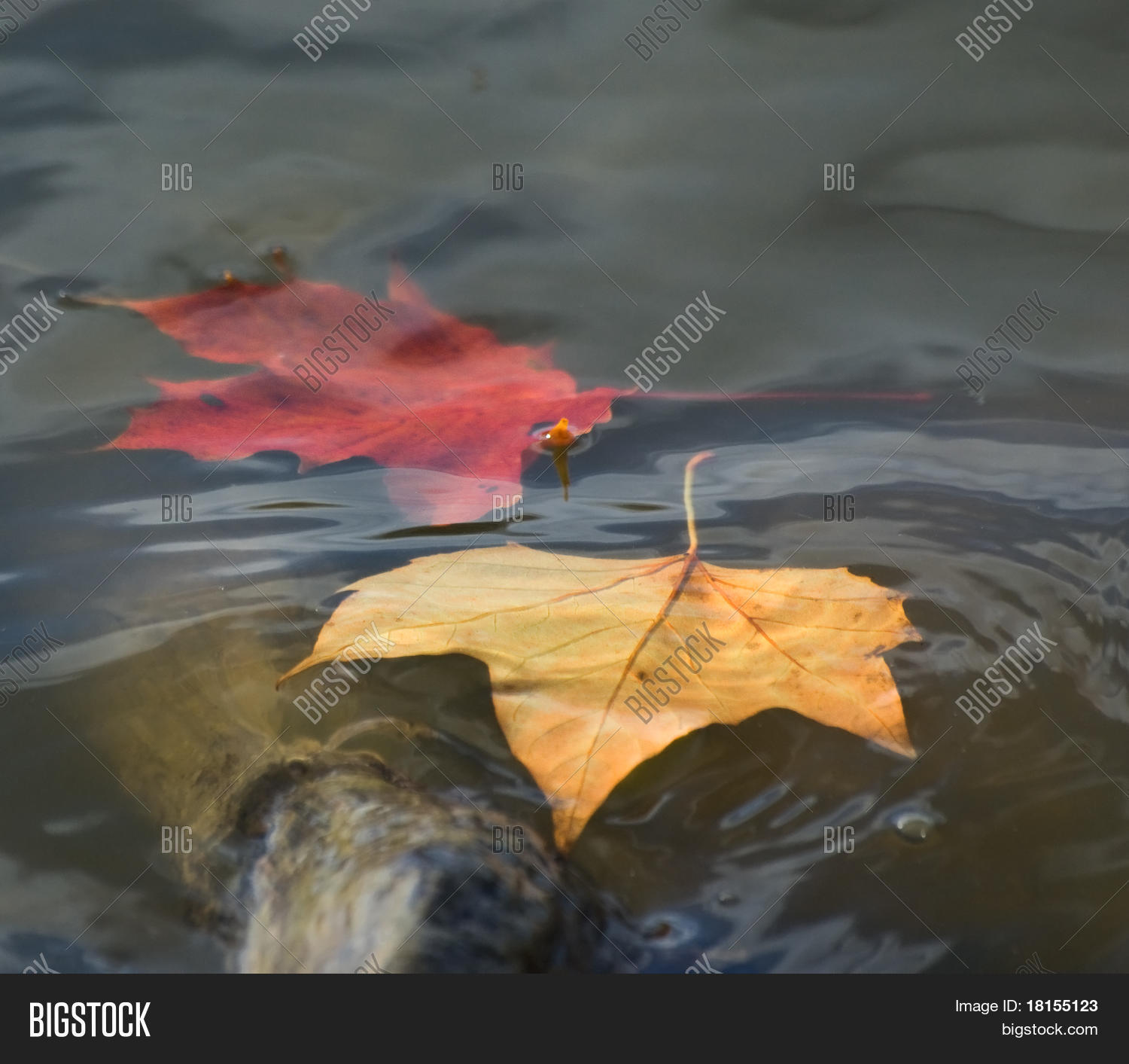 Floating Leaves Image & Photo (Free Trial) | Bigstock