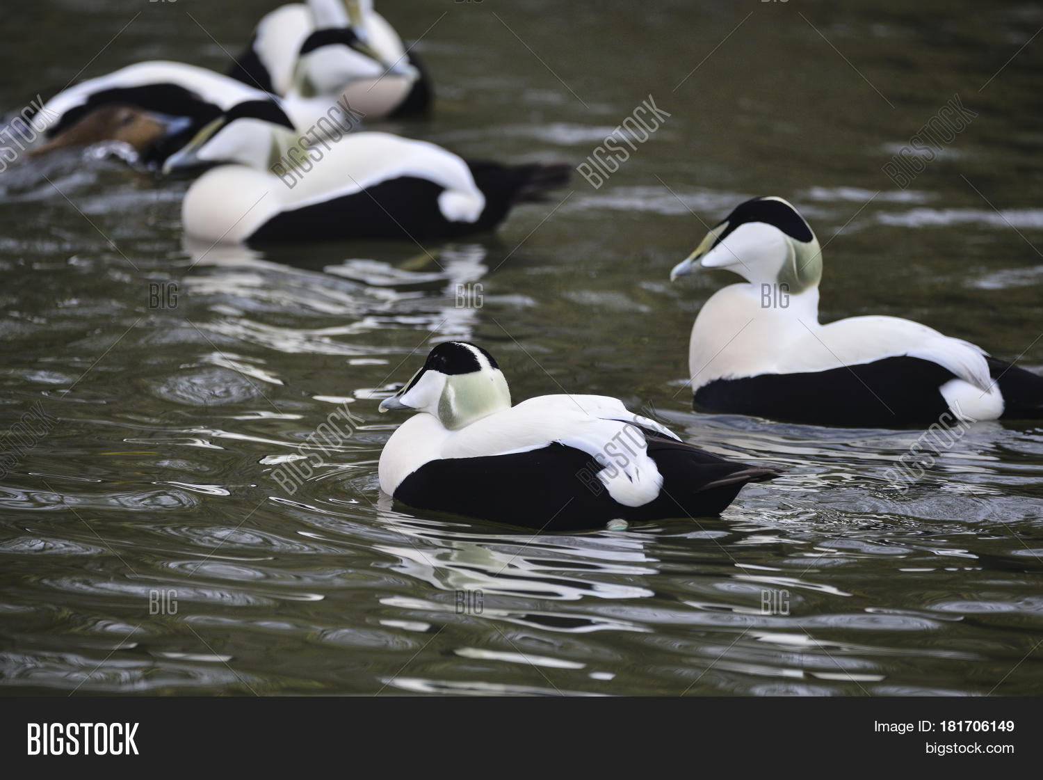 Portrait Common Eider Image & Photo (Free Trial) | Bigstock