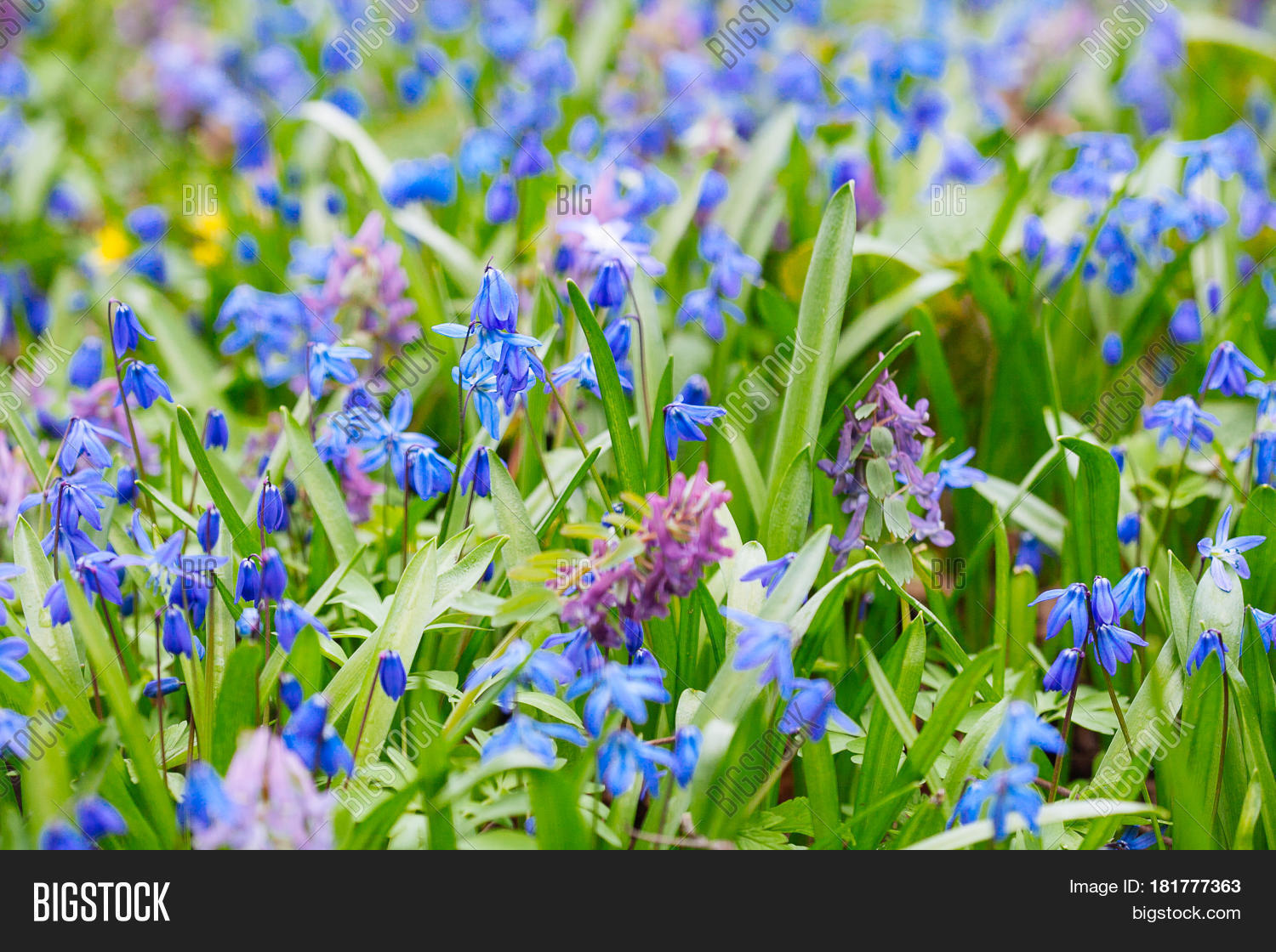 Field Blue (scilla Image & Photo (Free Trial) | Bigstock