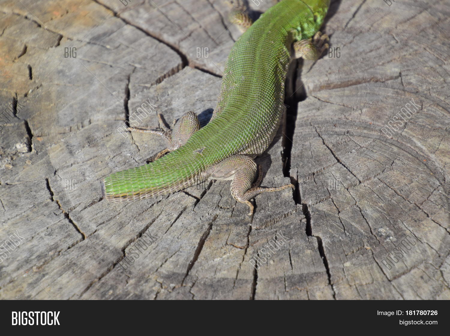 Regeneration Lizard's Image & Photo (Free Trial) | Bigstock