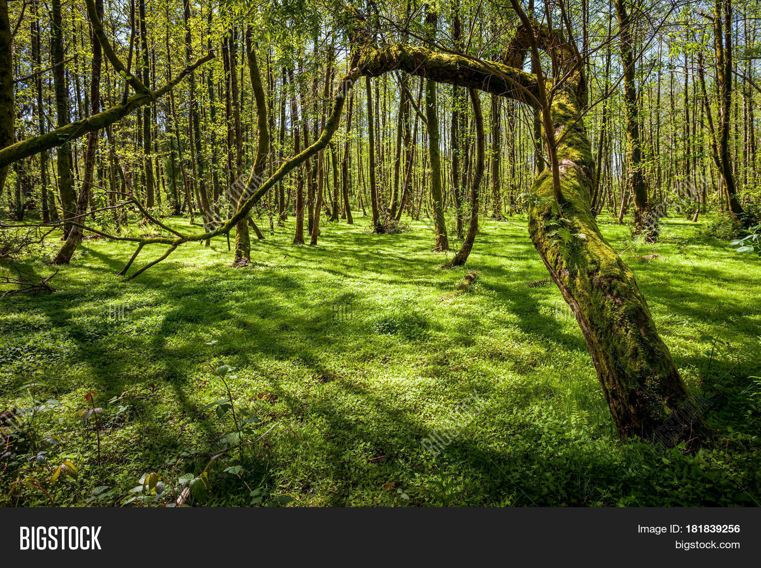 Beautiful Green Spring Image & Photo (Free Trial) | Bigstock