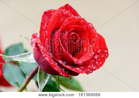 Red Rose Rain Drops Image & Photo (Free Trial) | Bigstock