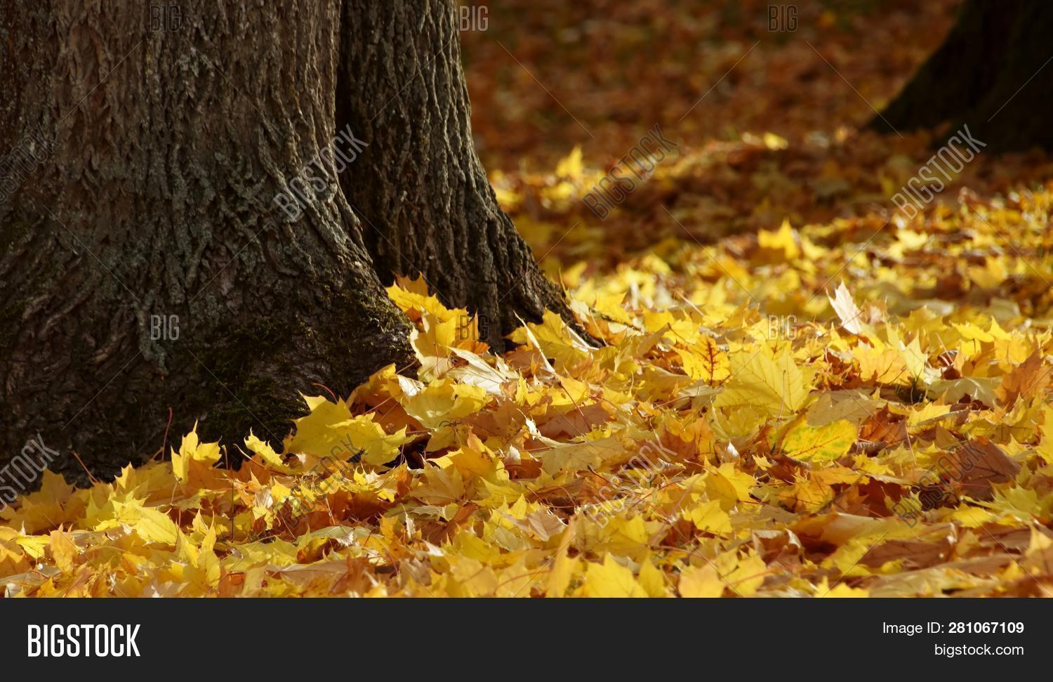 Close Tree Stem Autumn Image & Photo (Free Trial) | Bigstock