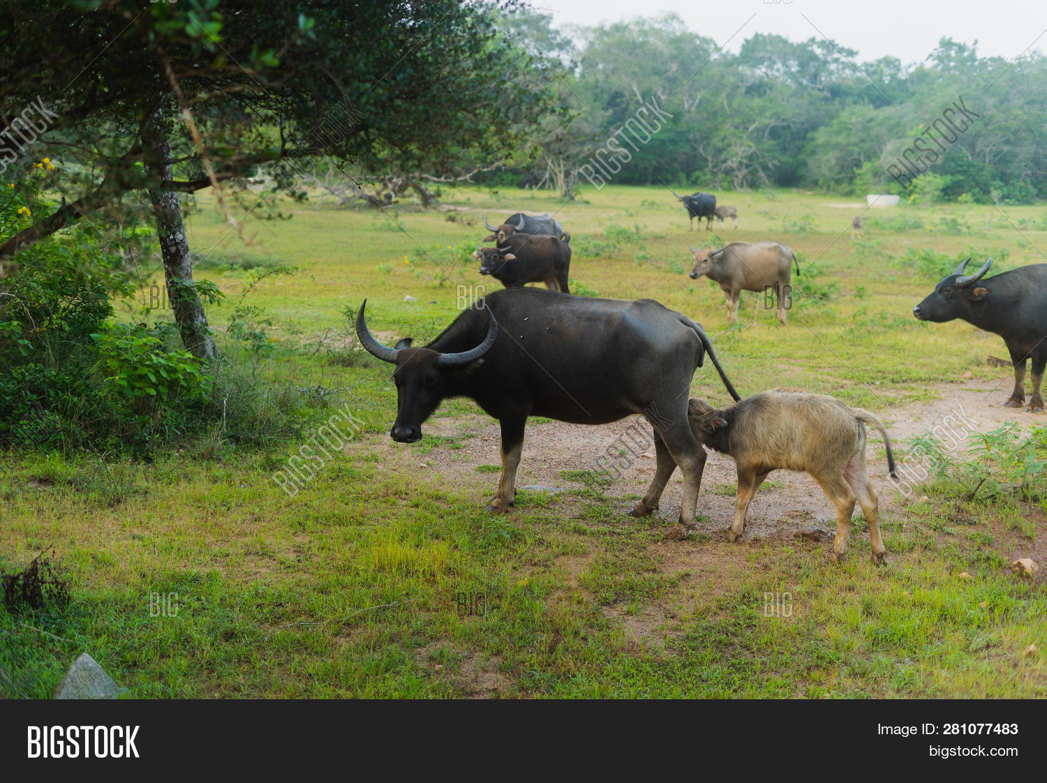 Water Buffalo Water Image & Photo (Free Trial) | Bigstock