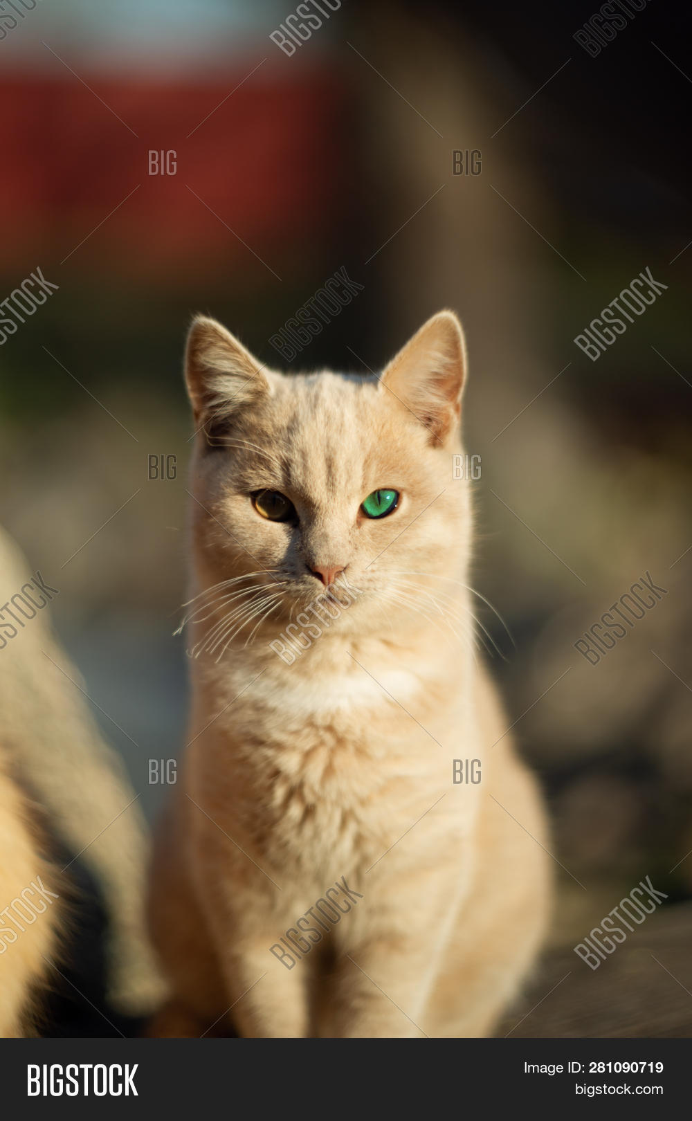 Peach Color Cat Image & Photo (Free Trial) | Bigstock