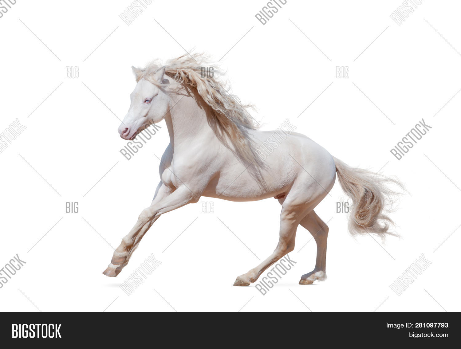 Beautiful Welsh Pony Image & Photo (Free Trial) | Bigstock
