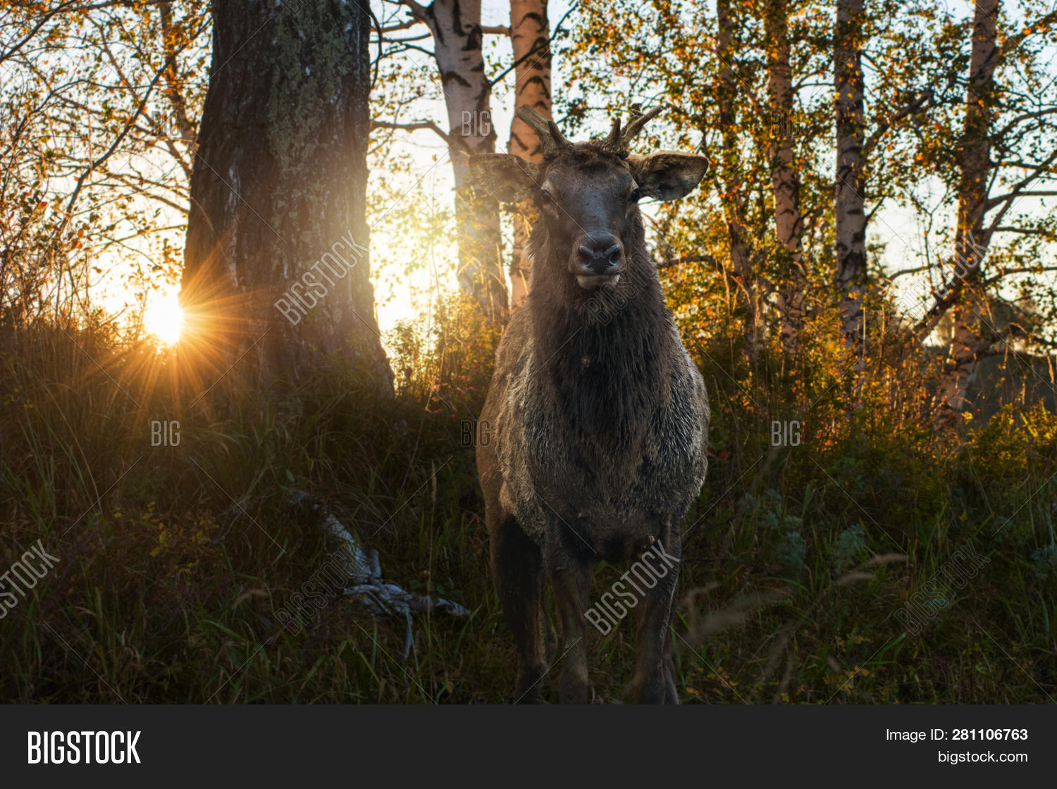 Maral Portrait On Image & Photo (Free Trial) | Bigstock