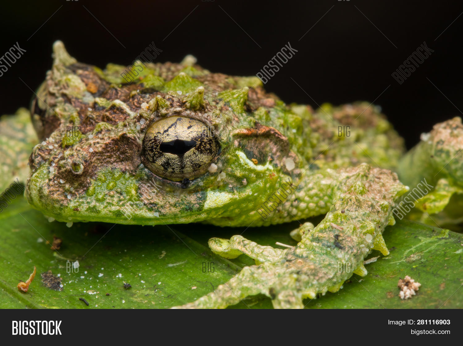 Macro Image Mossy Tree Image & Photo (Free Trial) | Bigstock