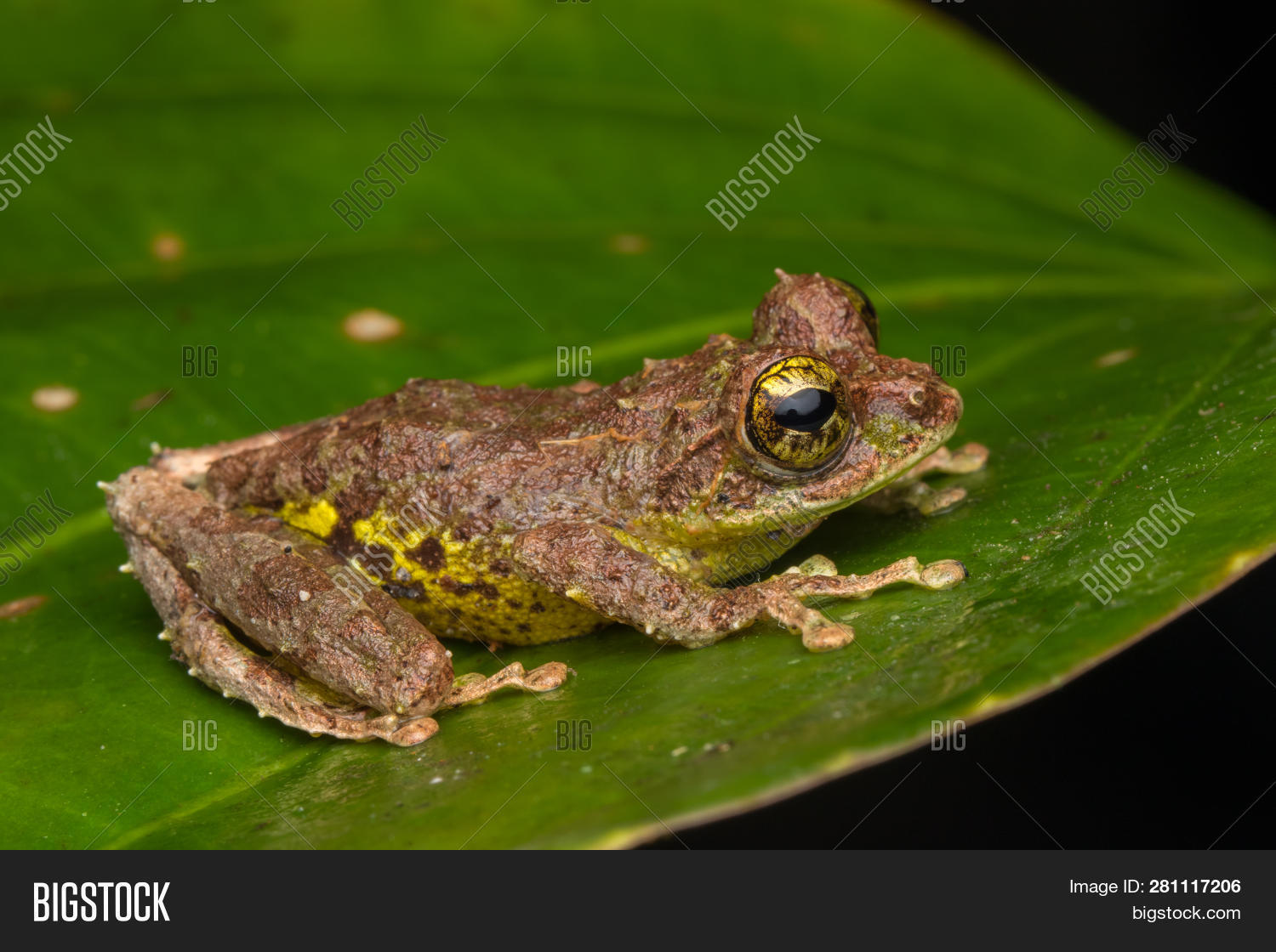 Macro Image Mossy Tree Image & Photo (Free Trial) | Bigstock