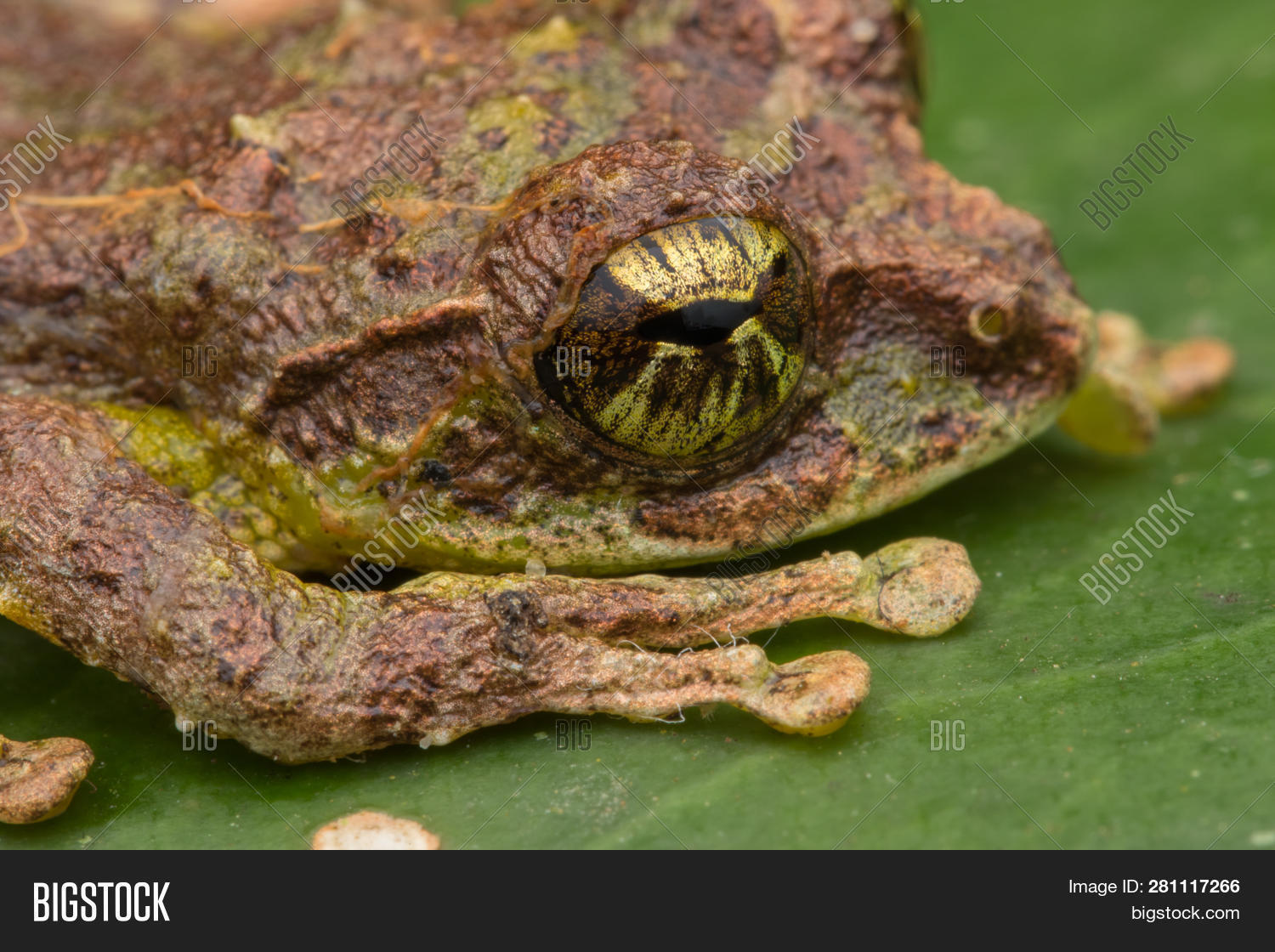 Macro Image Mossy Tree Image & Photo (Free Trial) | Bigstock