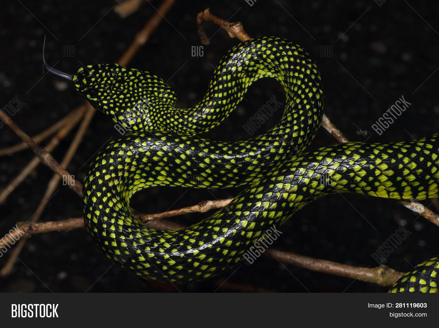 Trimeresurus Sumatranus