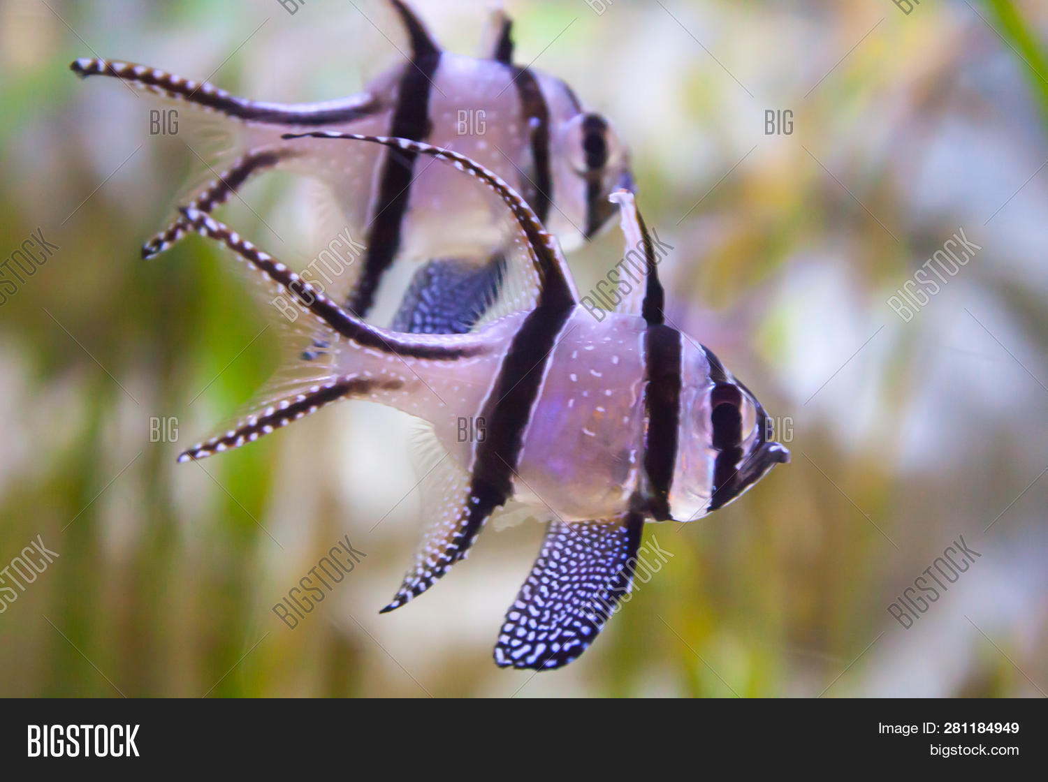 Banggai Cardinalfish Image & Photo (Free Trial) | Bigstock