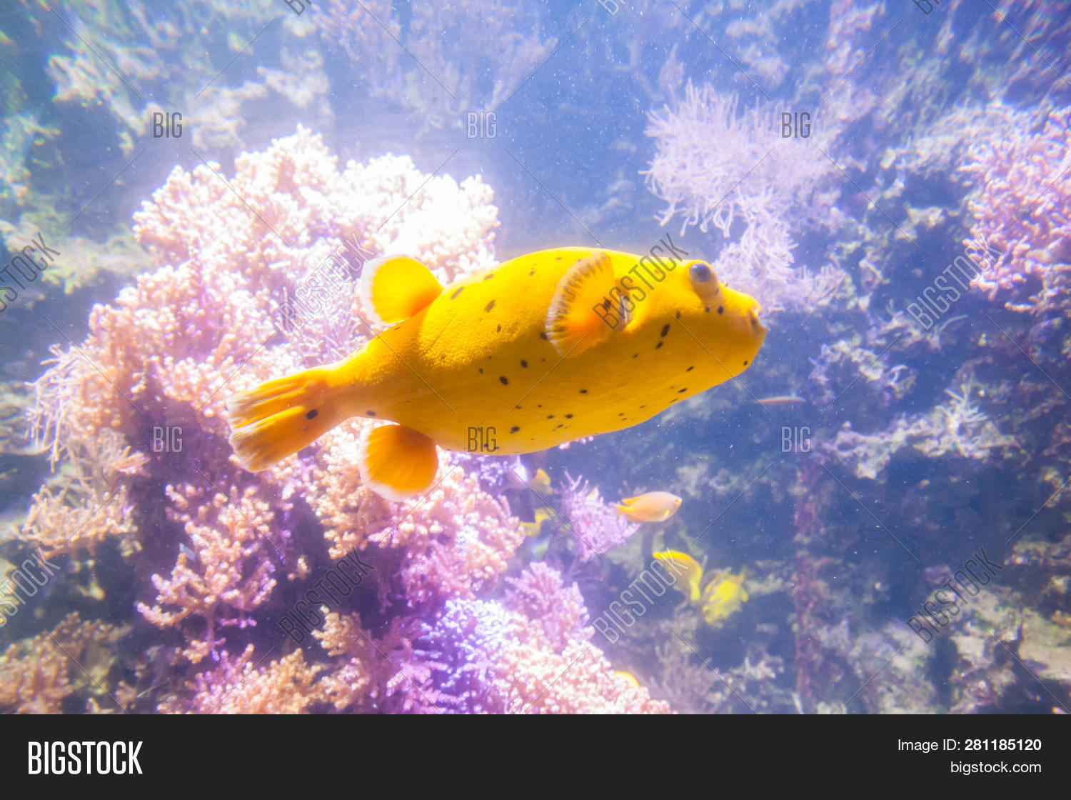 Yellow Blackspotted Image & Photo (Free Trial) | Bigstock