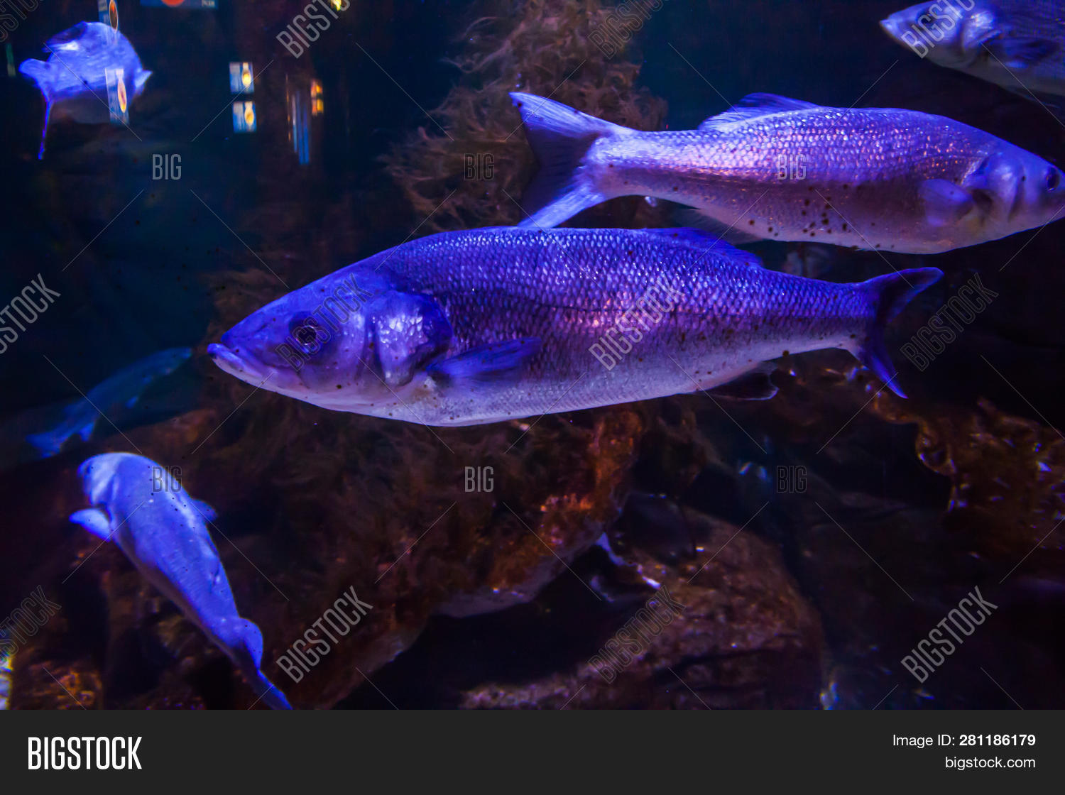 Rainbow Trout Salmon Image & Photo (Free Trial) | Bigstock