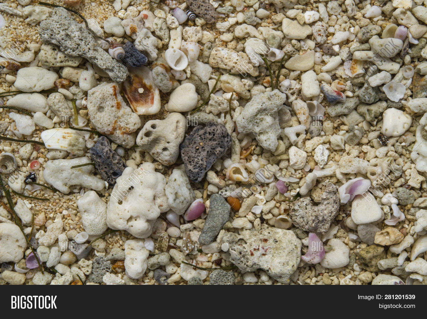 Mixed Broken Corals On Image & Photo (Free Trial) | Bigstock