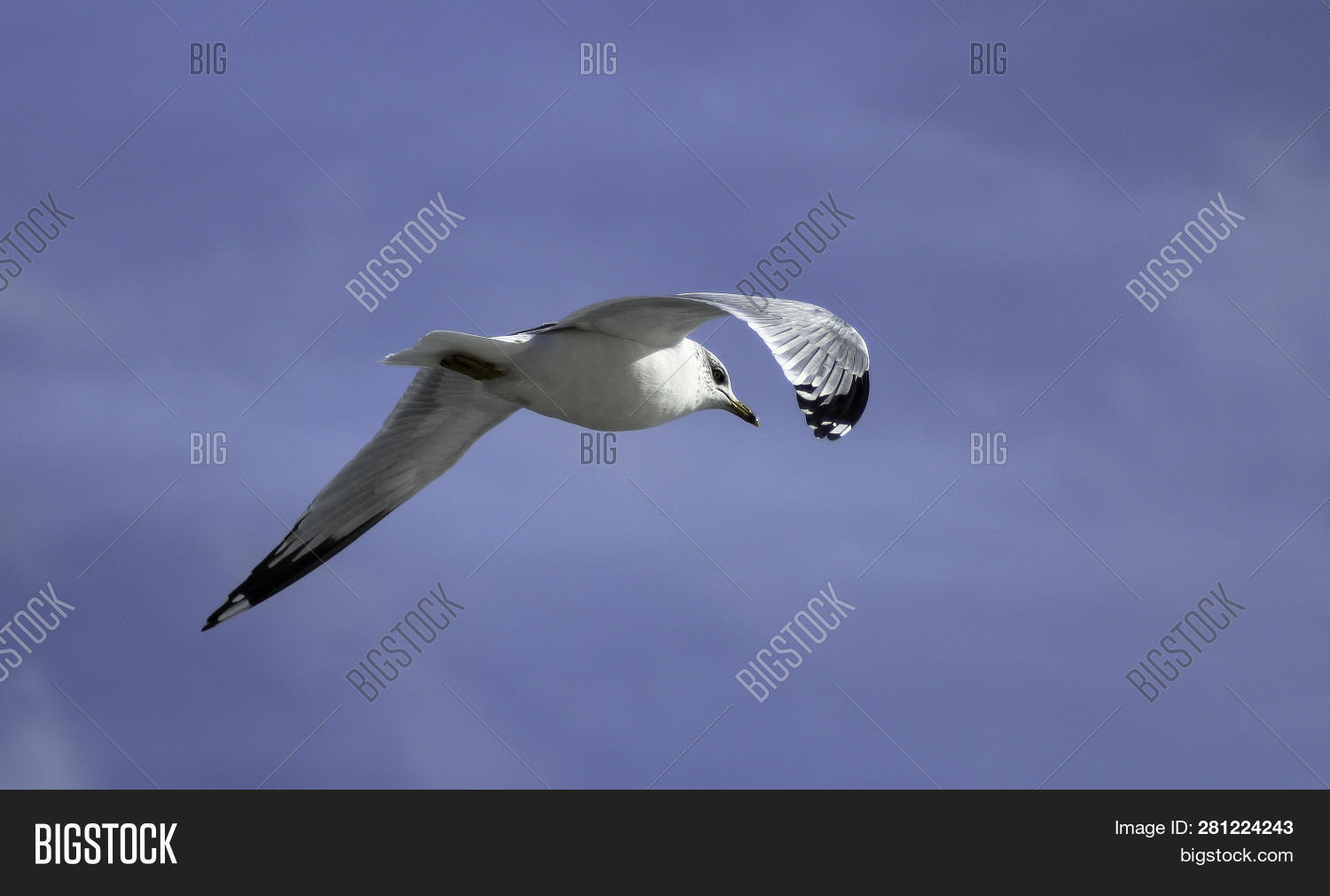 Seagull Expanded Image & Photo (Free Trial) | Bigstock