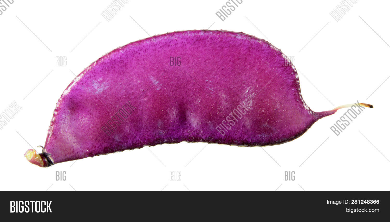 Purple Fruit Lablab Image & Photo (Free Trial) | Bigstock