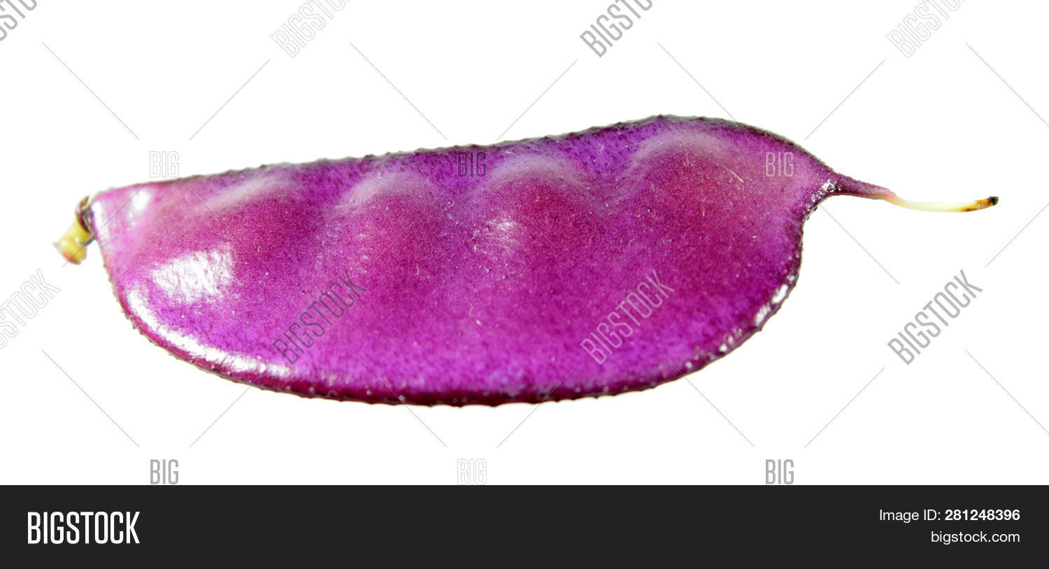 Purple Fruit Lablab Image & Photo (Free Trial) | Bigstock