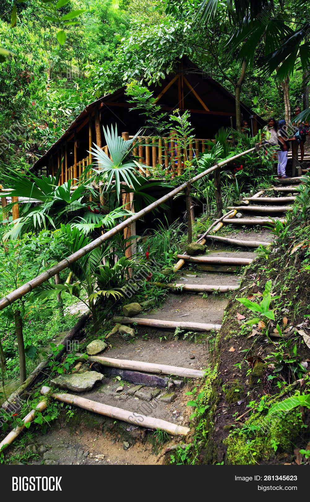 Jungle Cottage Forest Image & Photo (Free Trial) | Bigstock