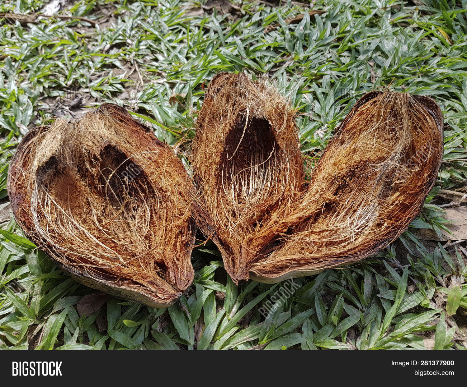 Coca Peat Inside Cocoa Image & Photo (Free Trial) | Bigstock