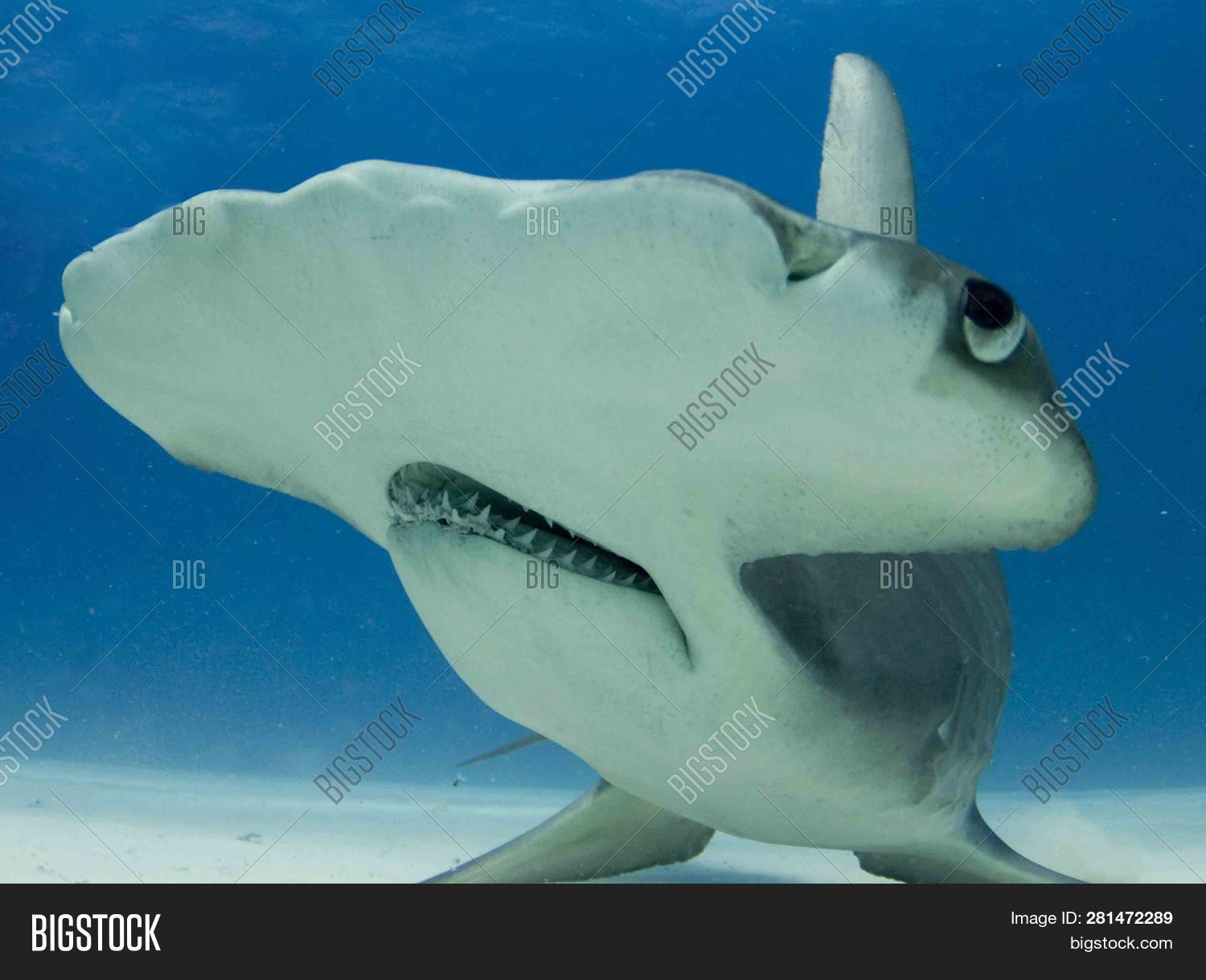 Hammerhead Shark On Image & Photo (Free Trial) | Bigstock