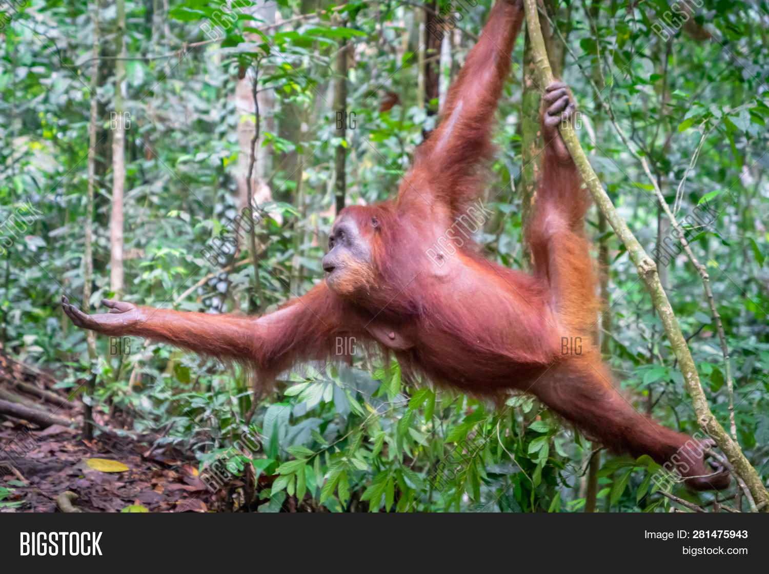 Orangutan Jungle Image & Photo (Free Trial) | Bigstock