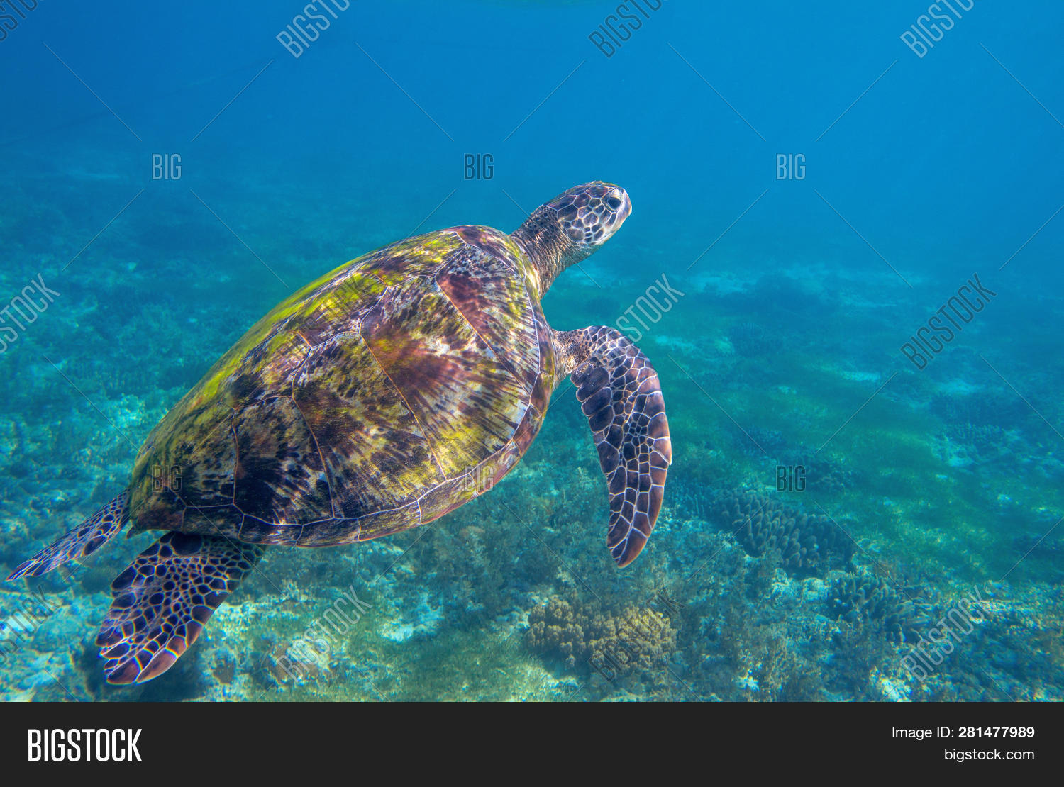 Sea Turtle Blue Water Image & Photo (Free Trial) | Bigstock