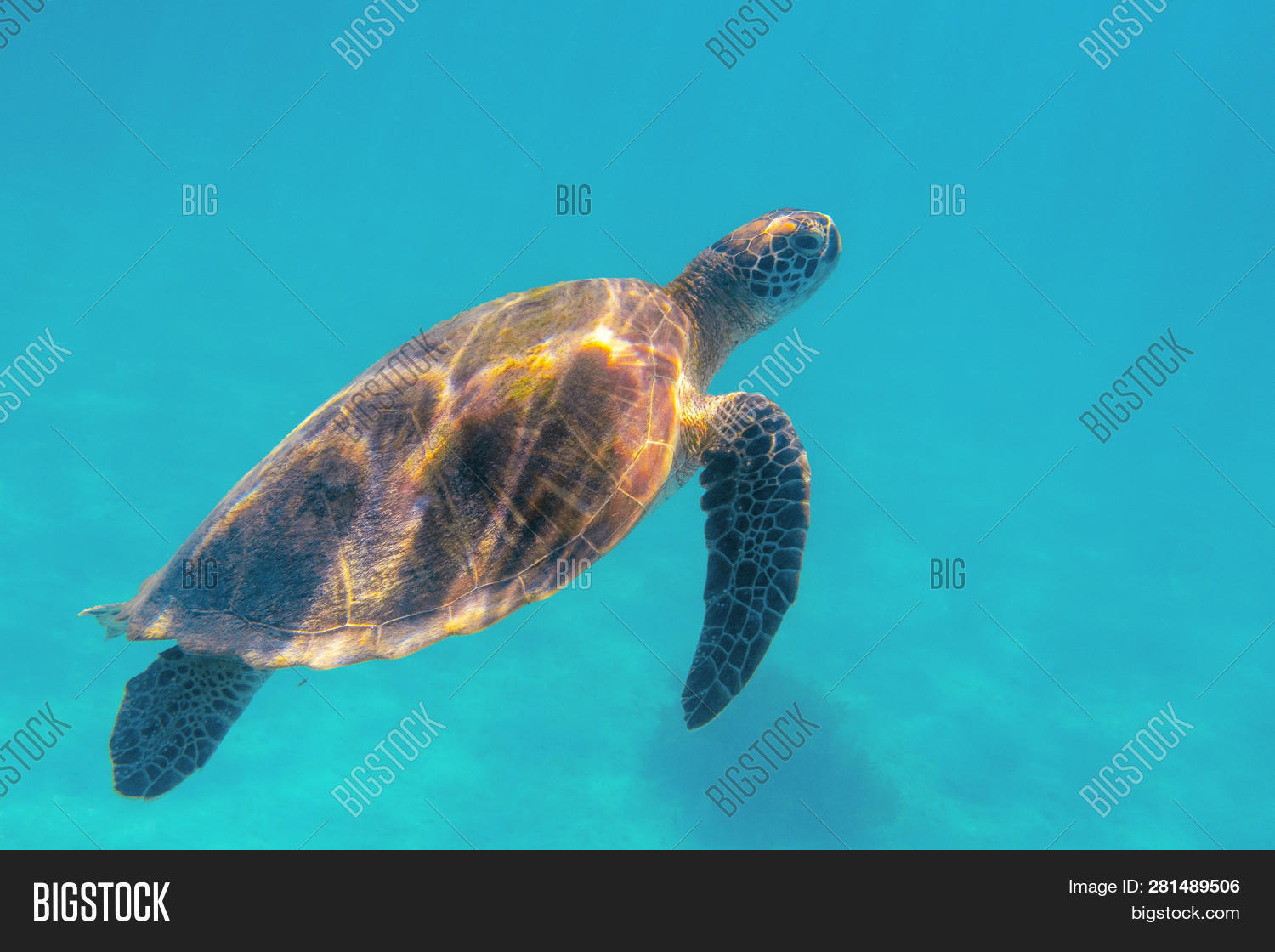 Sea Turtle Blue Sea Image & Photo (Free Trial) | Bigstock