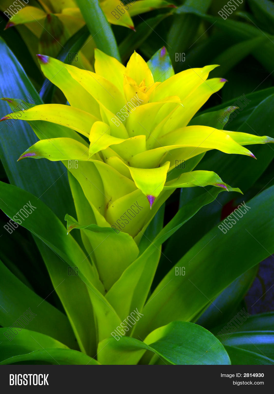 Guzmania Image & Photo (Free Trial) | Bigstock