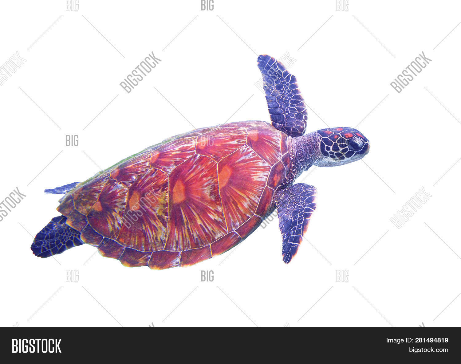 Marine Turtle Open Sea Image & Photo (Free Trial) | Bigstock