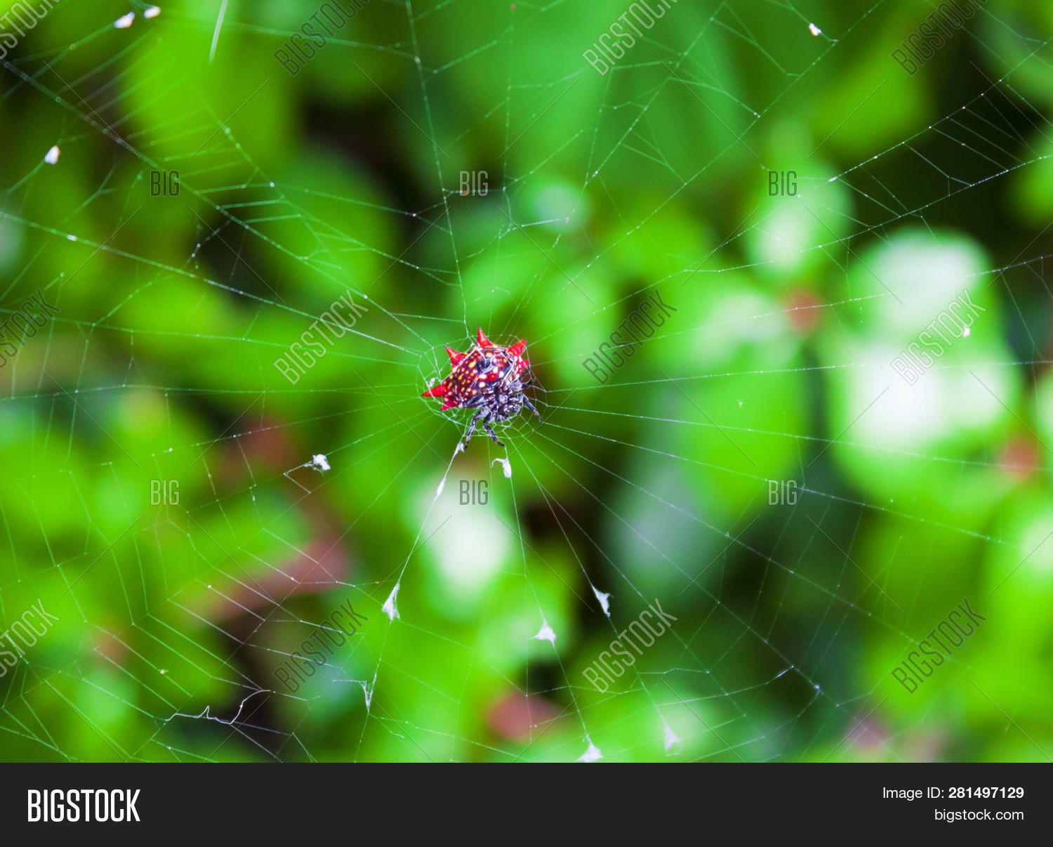 South Florida Tiny Image & Photo (Free Trial) | Bigstock