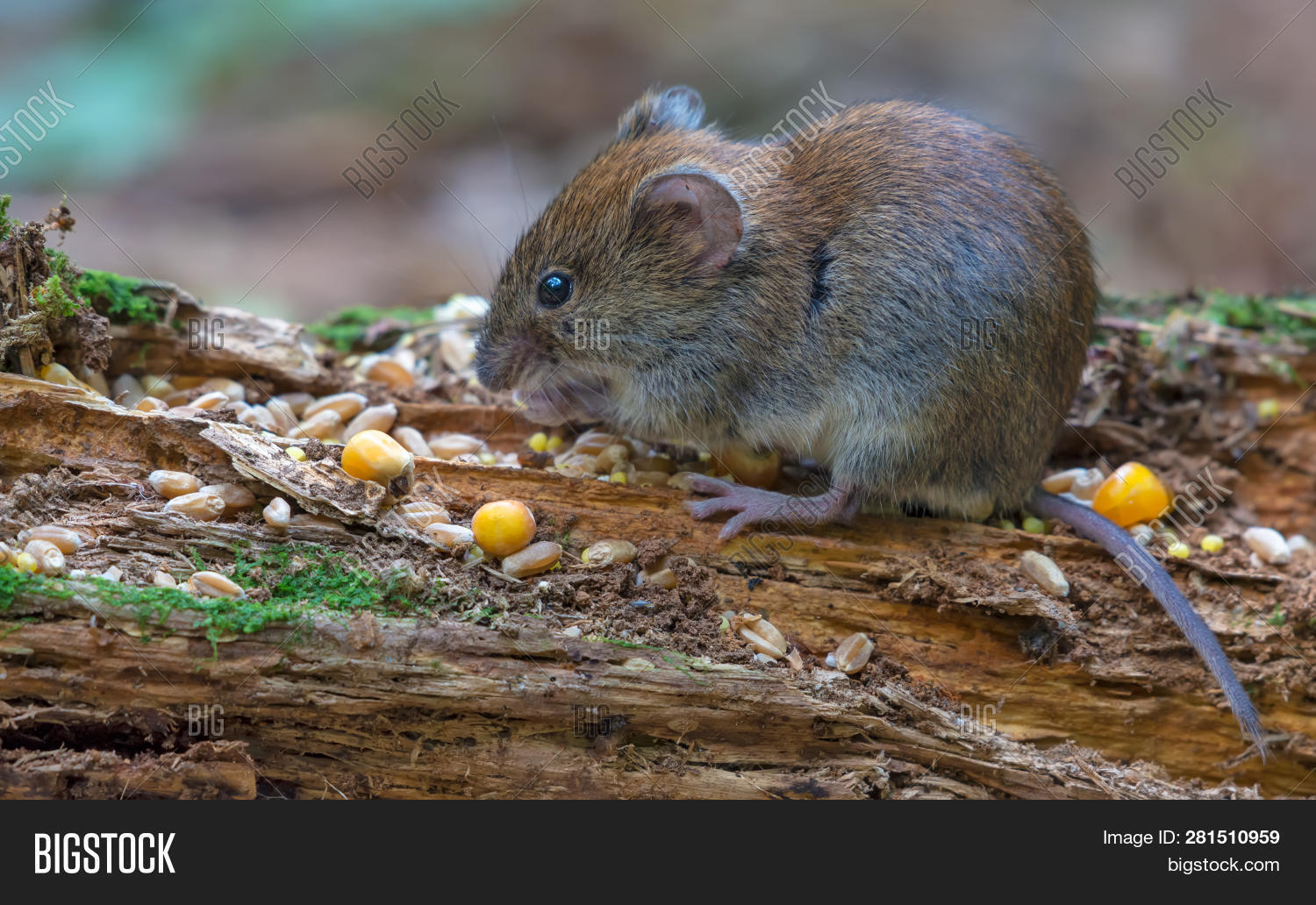 Bank Vole Eats Grains Image & Photo (Free Trial) | Bigstock