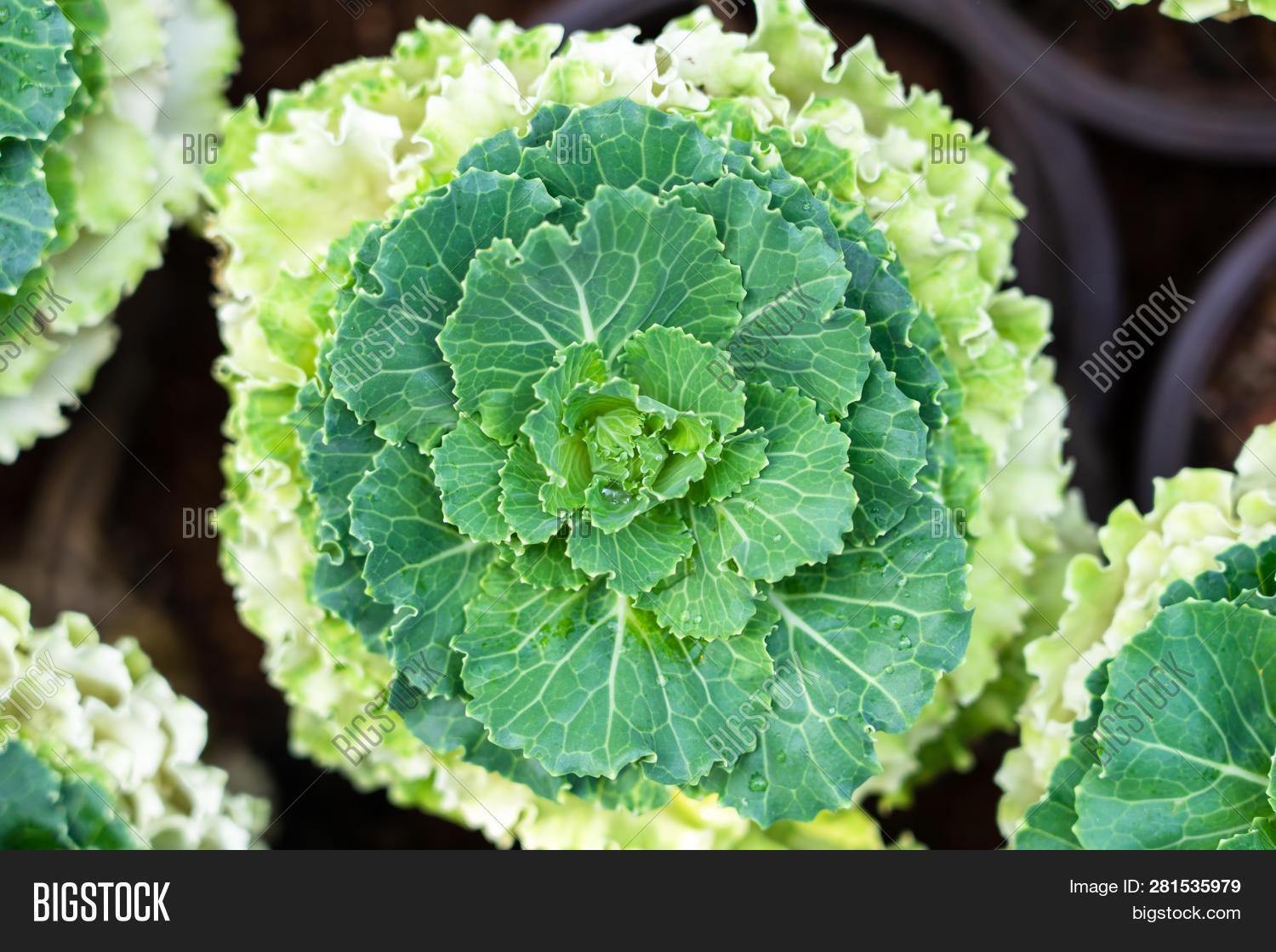 Planting Vegetables Image & Photo (Free Trial) | Bigstock