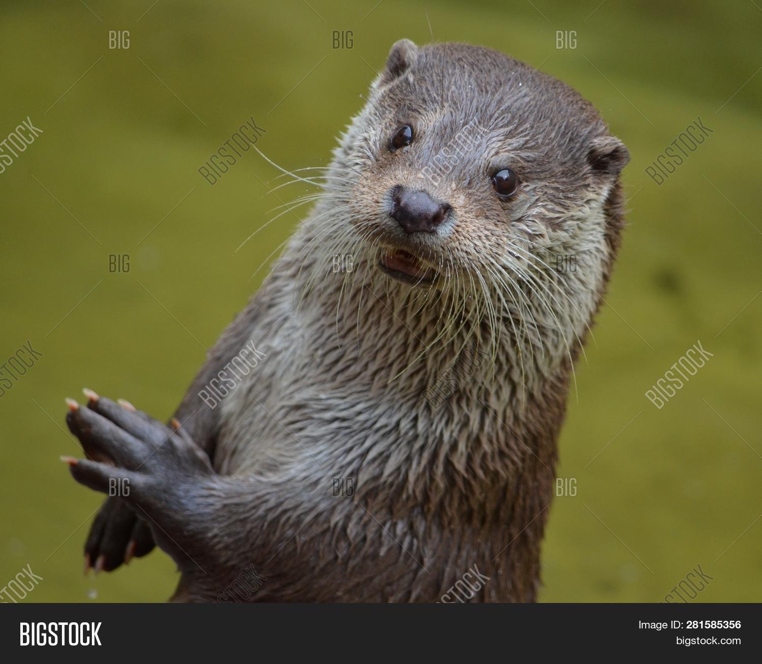 Otter Looks Into Image & Photo (Free Trial) | Bigstock
