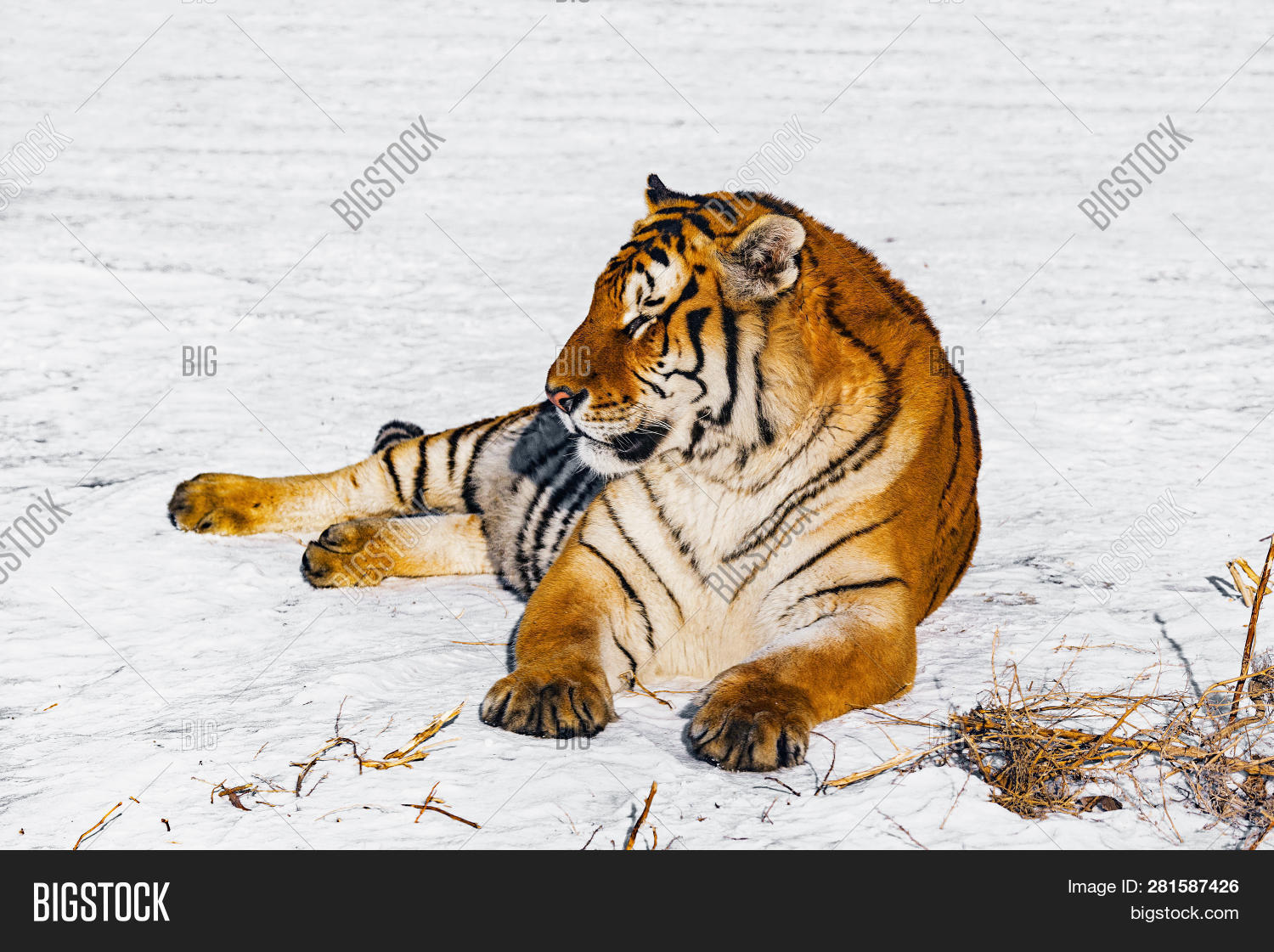 Tiger On Smow Sunny Image & Photo (Free Trial) | Bigstock