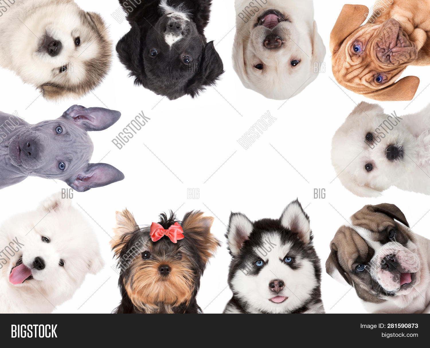 Collage Cute Baby Dogs Image & Photo (Free Trial) | Bigstock