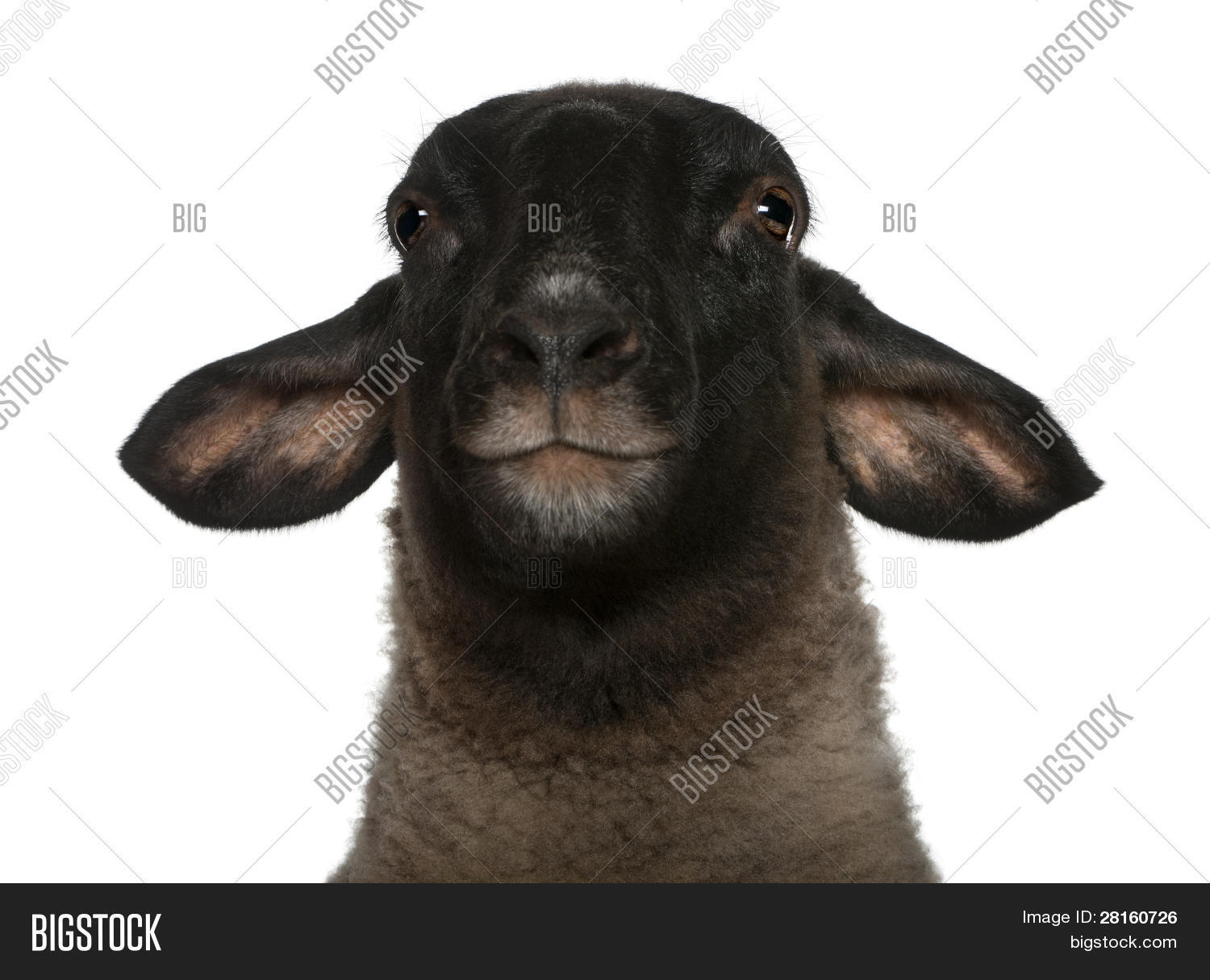 Female Suffolk Sheep, Image & Photo (Free Trial) | Bigstock