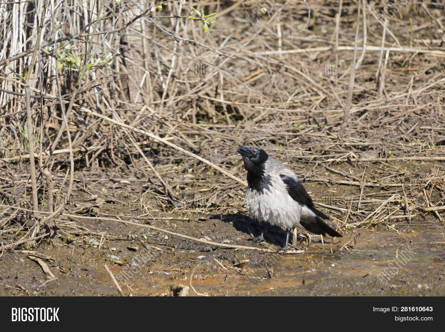 Portrait Hooded Crow ( Image & Photo (Free Trial) | Bigstock