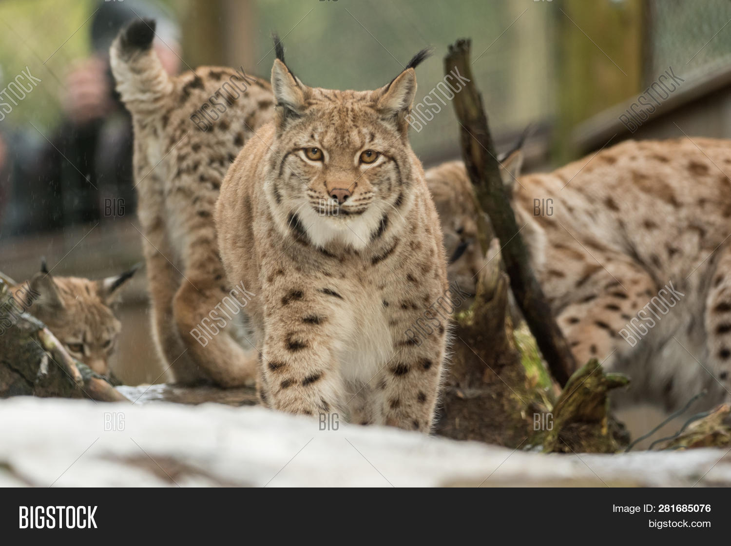 Big Lynx Attentive Image & Photo (Free Trial) | Bigstock