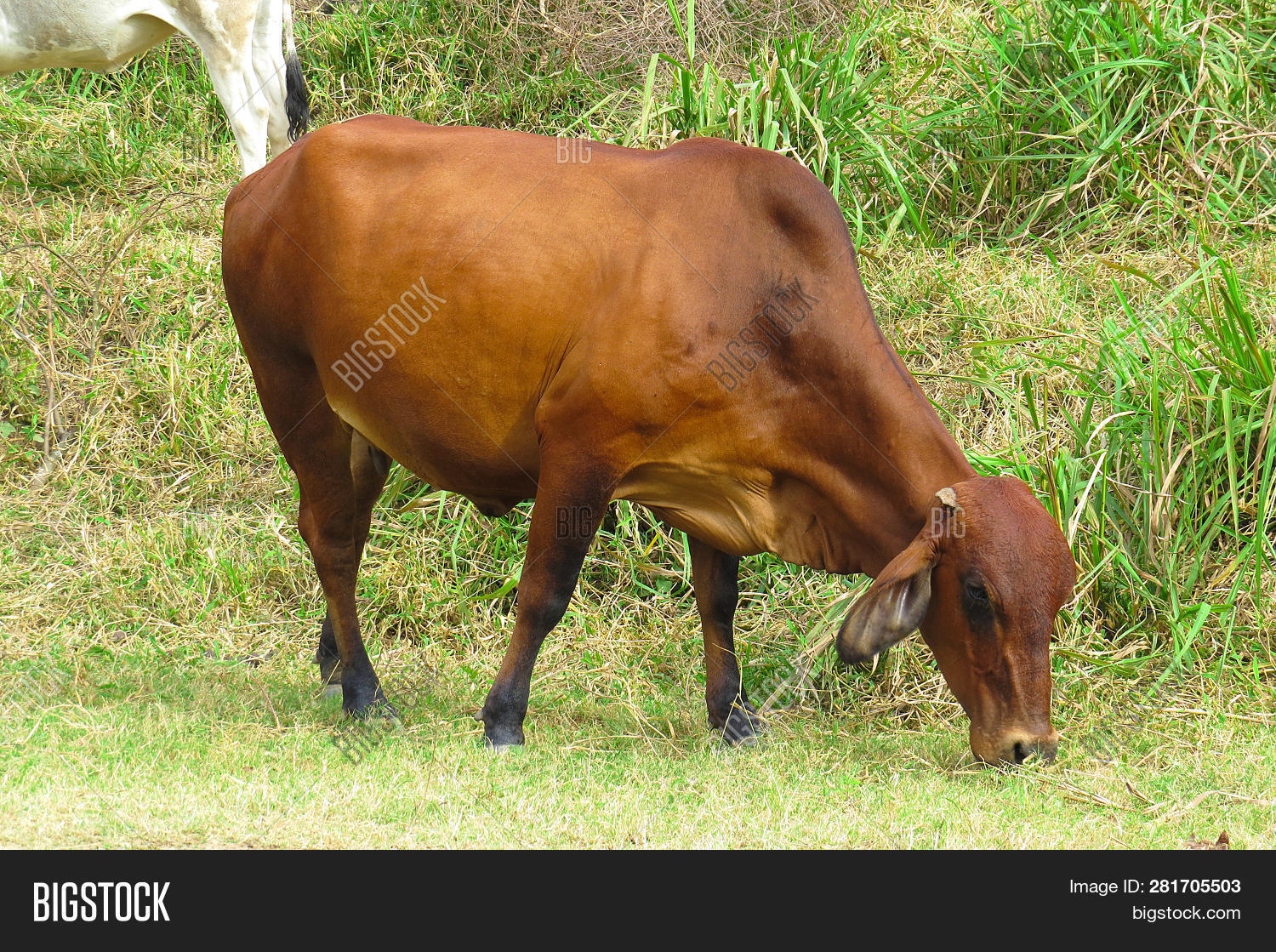 Close- Ox Grazing On Image & Photo (Free Trial) | Bigstock