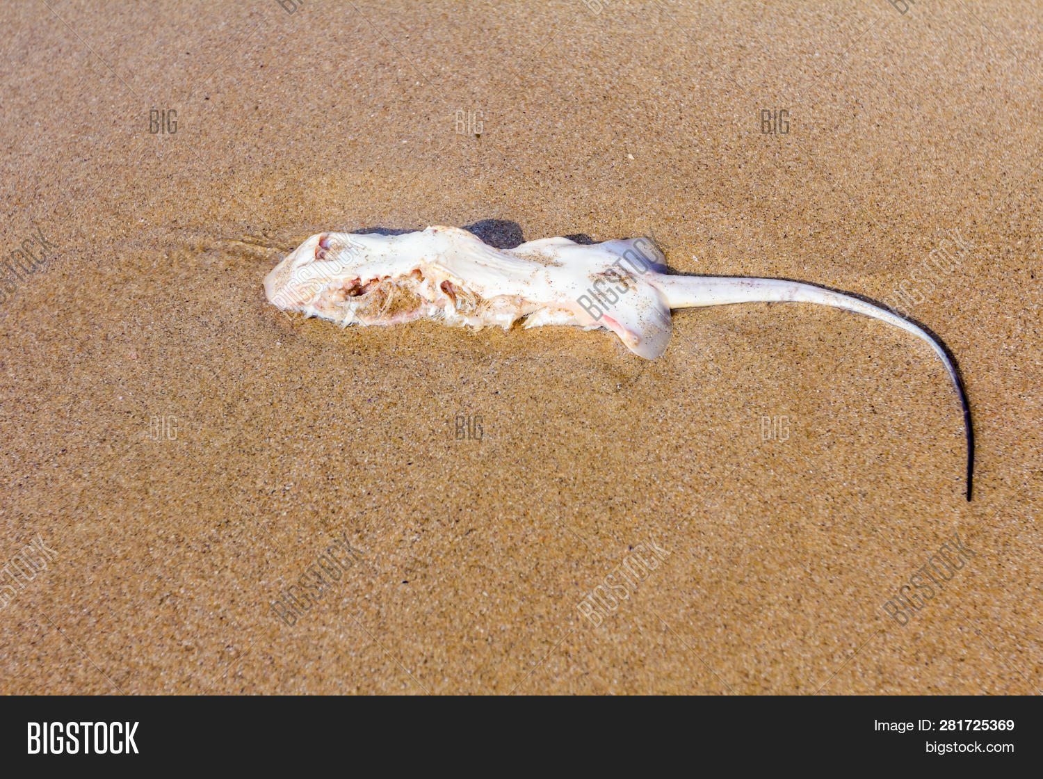 Carcass Dead, Killed Image & Photo (Free Trial) | Bigstock