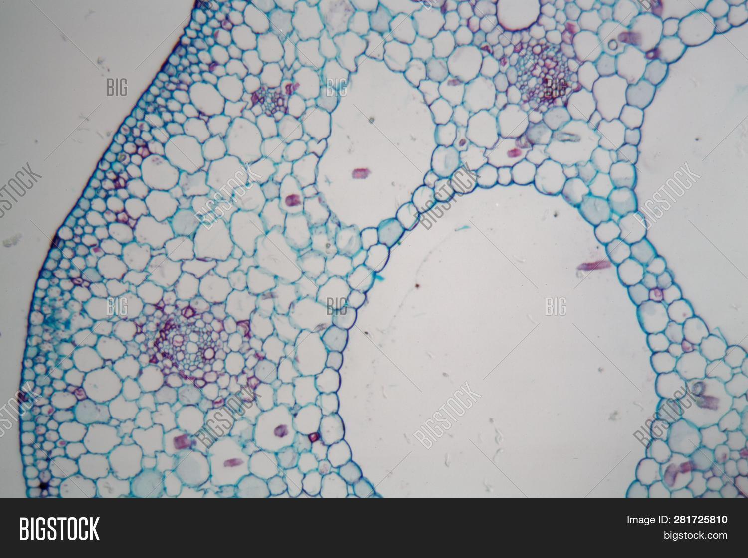 Water Lily (nymphaea) Image & Photo (Free Trial) | Bigstock