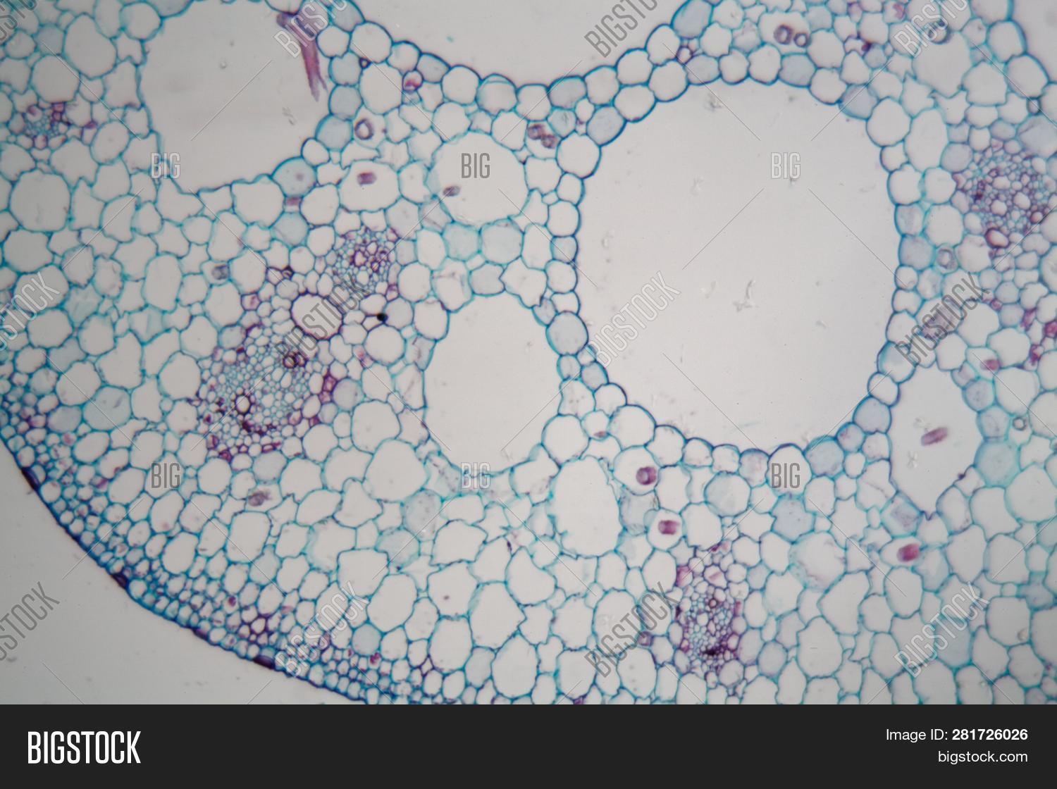 Water Lily (nymphaea) Image & Photo (Free Trial) | Bigstock